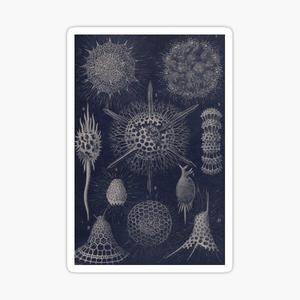 "Vintage Radiolaria Fossils" Sticker by bluespecsstudio | Redbubble