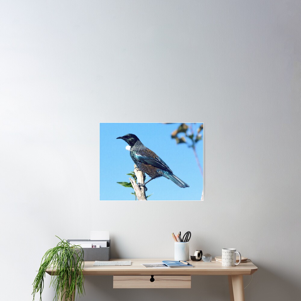 "Tui.....The Young Prince.........!!!" Poster by Roynz | Redbubble