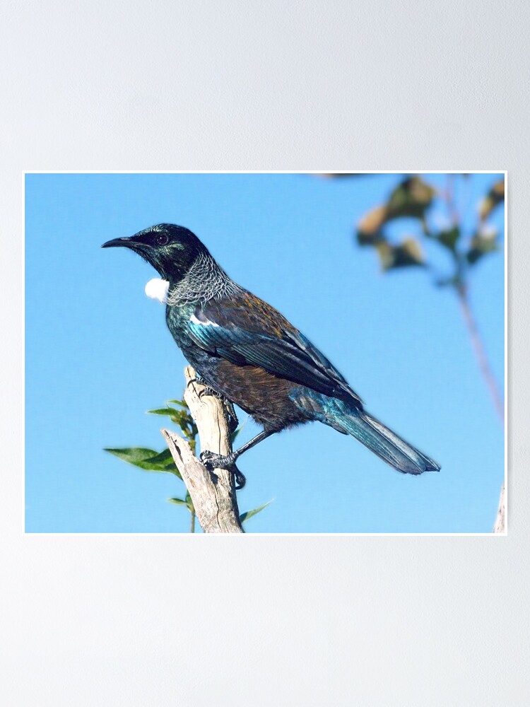 "Tui.....The Young Prince.........!!!" Poster by Roynz | Redbubble