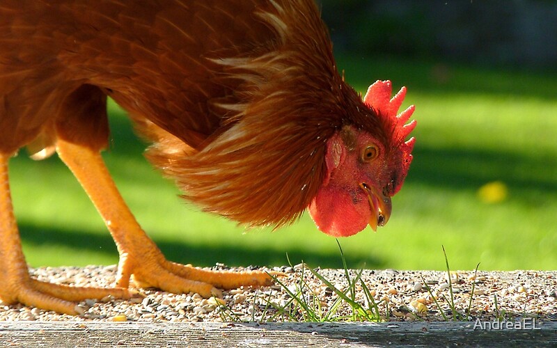 "Ferdinand The Bull! - Rooster - Southland NZ" by AndreaEL | Redbubble