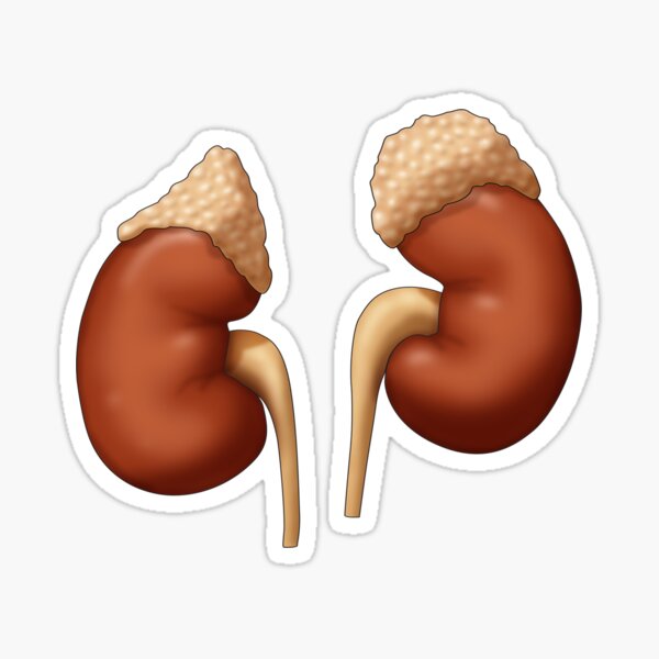 "Human Kidneys with Adrenal Glands, Medical Illustration" Sticker by ...