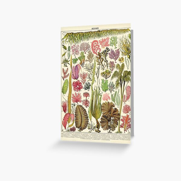 " Algae Vintage Bookplate Adolphe Millot Vintage Artwork Algae Print ...