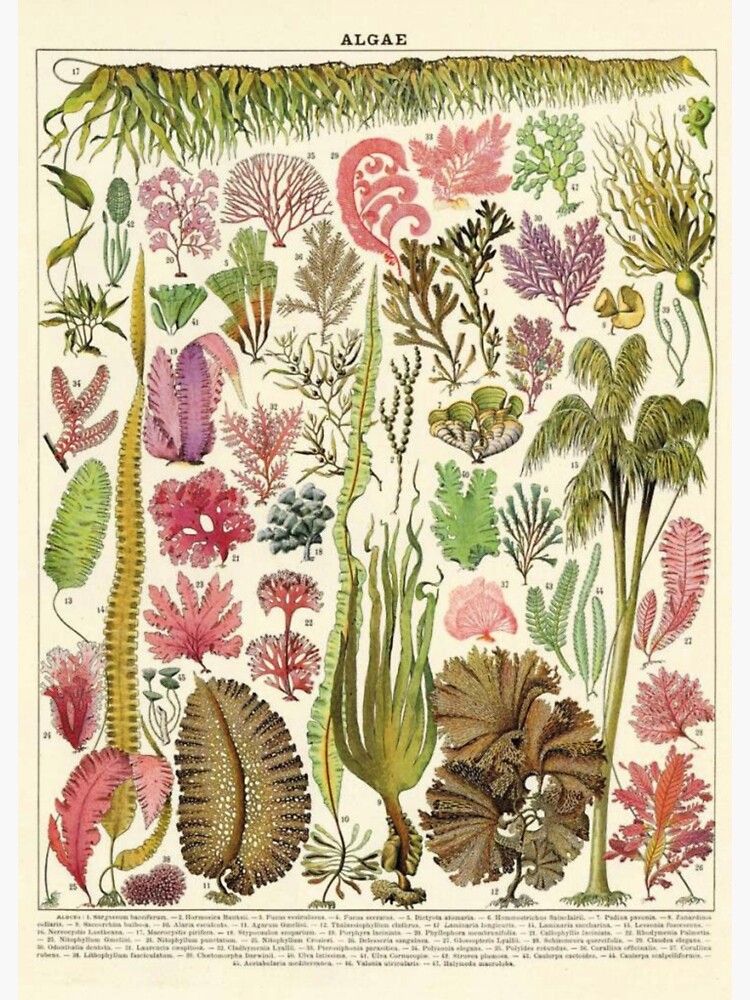 " Algae Vintage Bookplate Adolphe Millot Vintage Artwork Algae Print ...