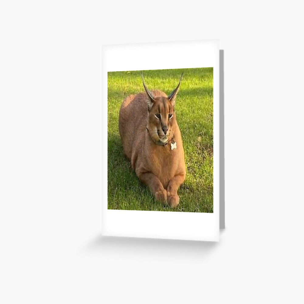 "FLOOpa funny floppa" Greeting Card by momshow | Redbubble