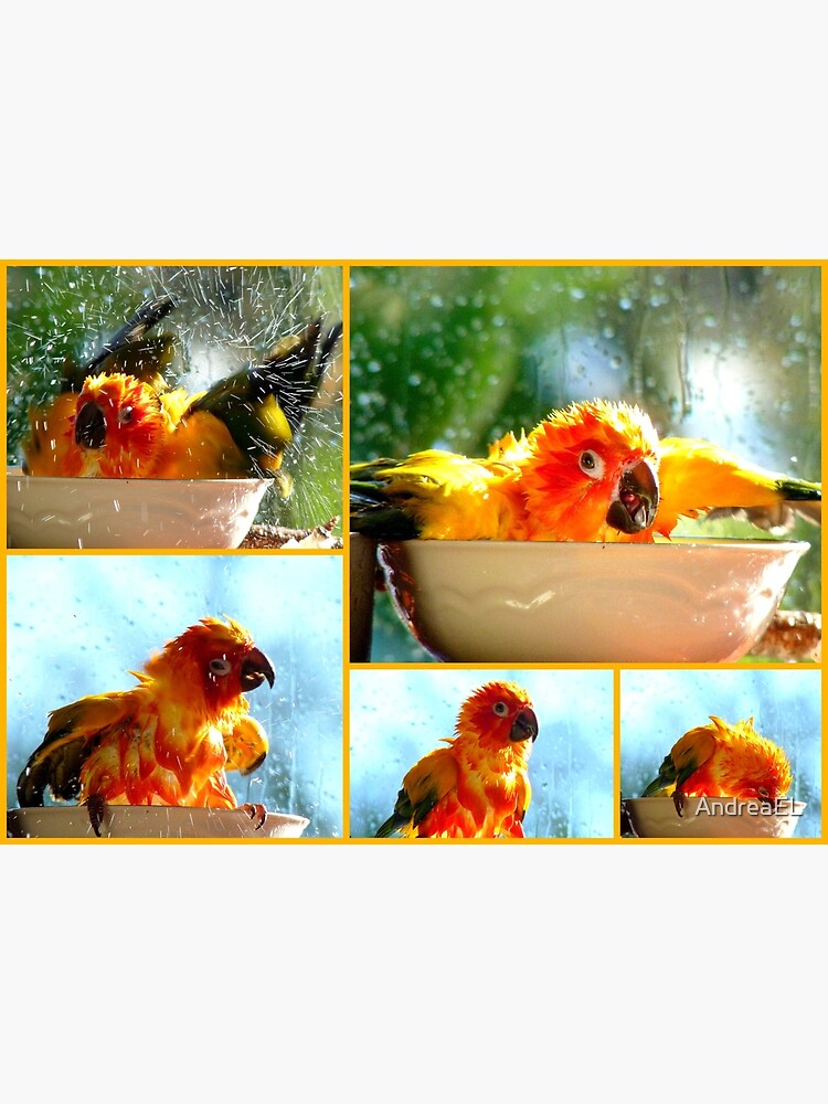 "The Joy of Bathing!! - Sunshine - Sun Conure - NZ" Poster for Sale by ...