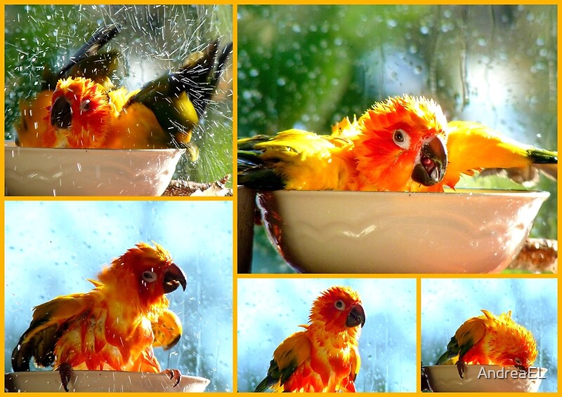"The Joy of Bathing!! - Sunshine - Sun Conure - NZ" by AndreaEL | Redbubble