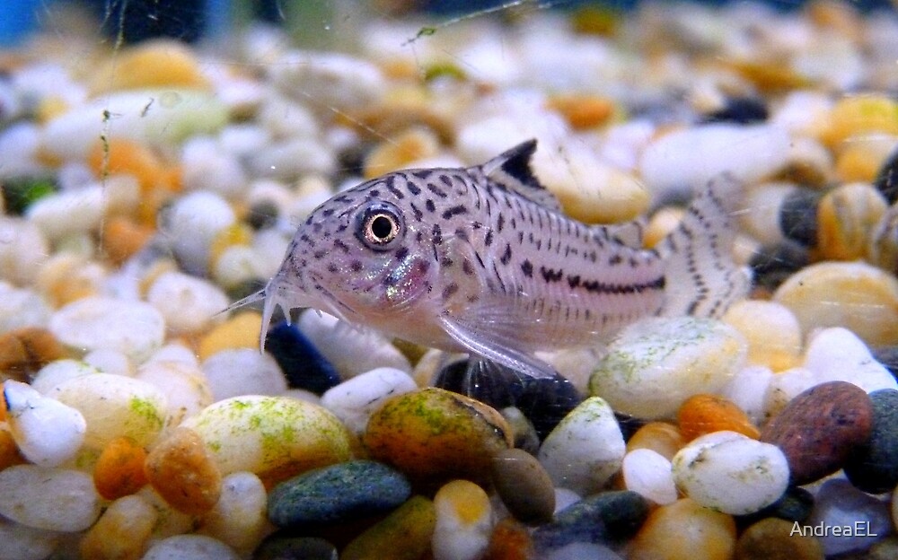 "Do You Need A Hug Huh!! - Croy Cat Fish - Invercargill NZ" by AndreaEL ...