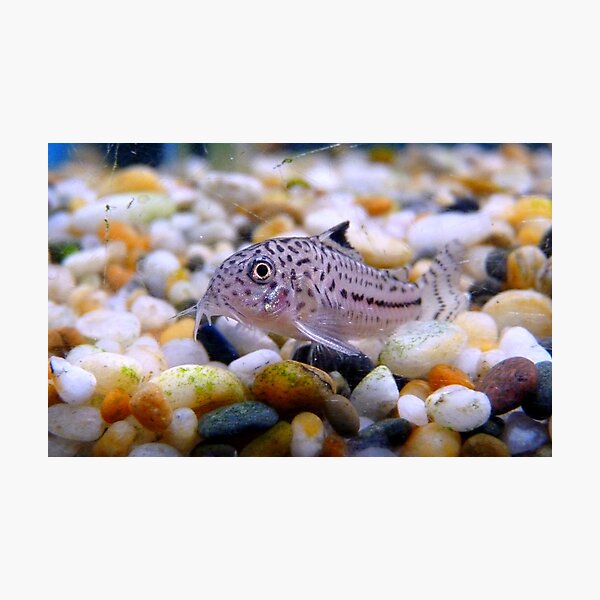 "Do You Need A Hug Huh!! - Croy Cat Fish - Invercargill NZ ...