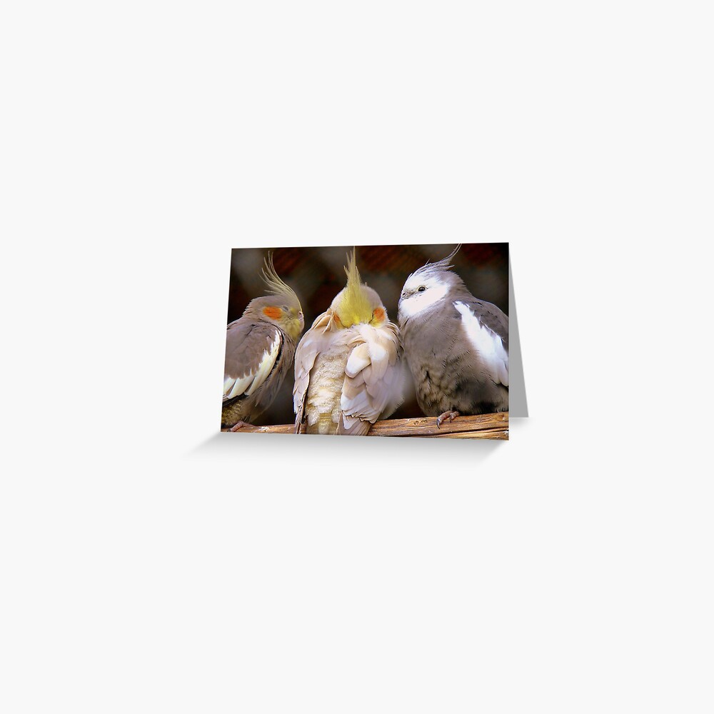 "A Tree-O-Tiel's - Cockatiel's - Gore Gardens NZ" Greeting Card by ...