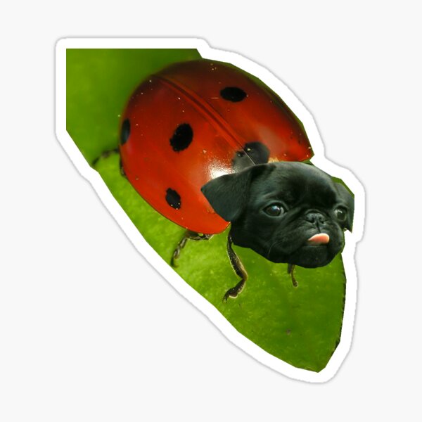 Lady Pug Gifts & Merchandise | Redbubble