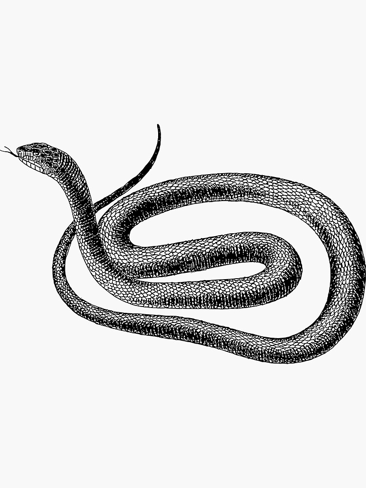 "Black Snake" Sticker for Sale by seriouscereal | Redbubble