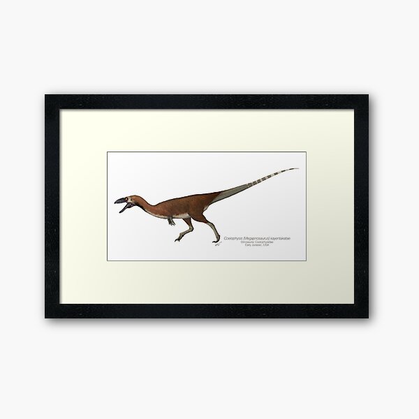"Coelophysis (Megapnosaurus) kayentakatae" Framed Art Print for Sale by ...
