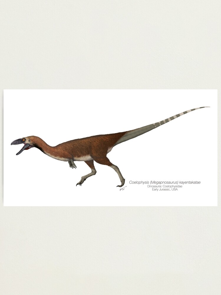 Lámina fotográfica «Coelophysis (Megapnosaurus) kayentakatae» de ...