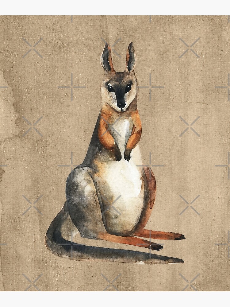 "Cute Red Kangaroo Watercolor, Osphranter Rufus Red Kangaroo, Adorable ...