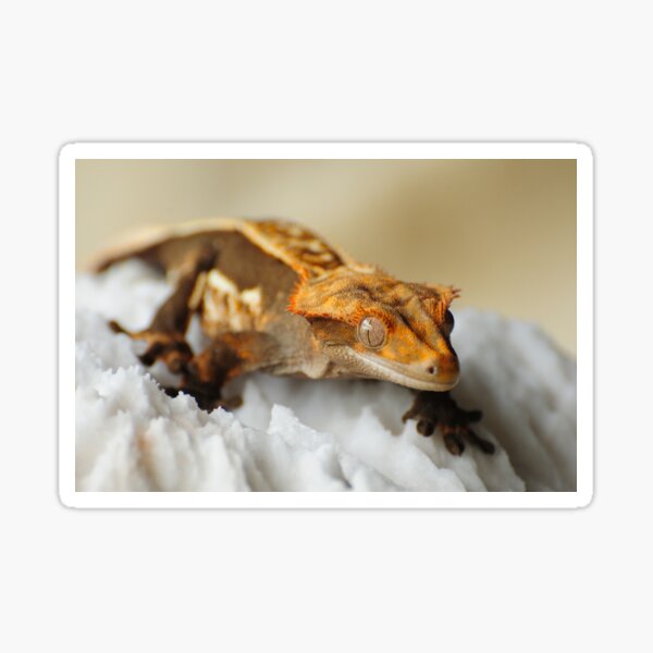 "Crested Gecko" Sticker by JennaKnight | Redbubble