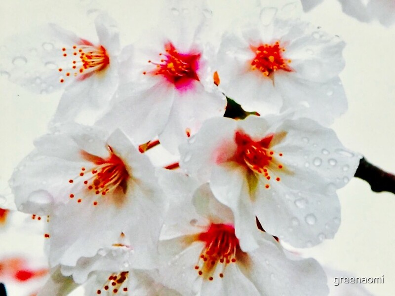 "Sakura - rain drops" by greenaomi | Redbubble