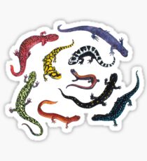 Salamander Stickers | Redbubble