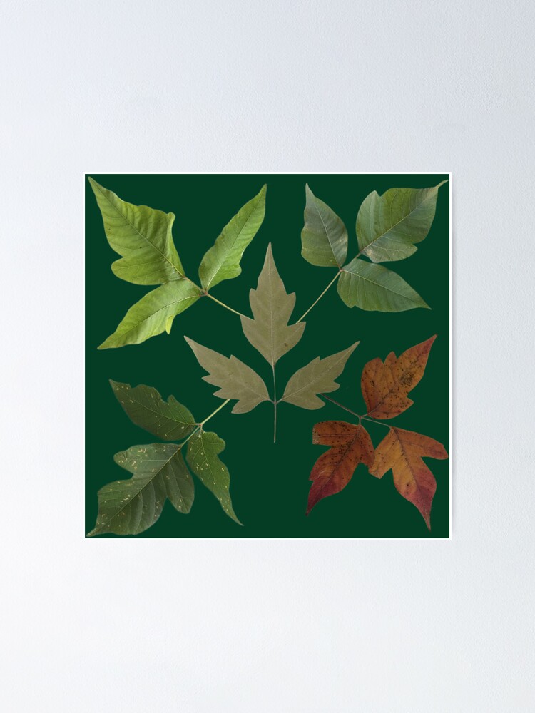 "Real Poison Ivy Leaves "Leaves of three, let them be" " Poster for ...