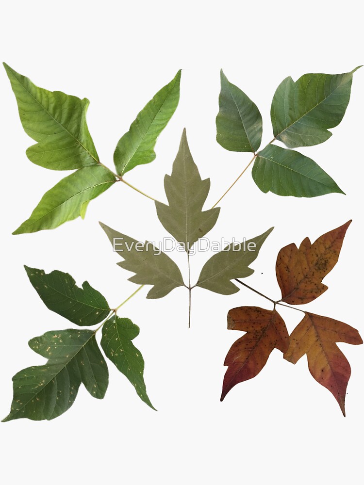 "Real Poison Ivy Leaves "Leaves of three, let them be" " Sticker by ...