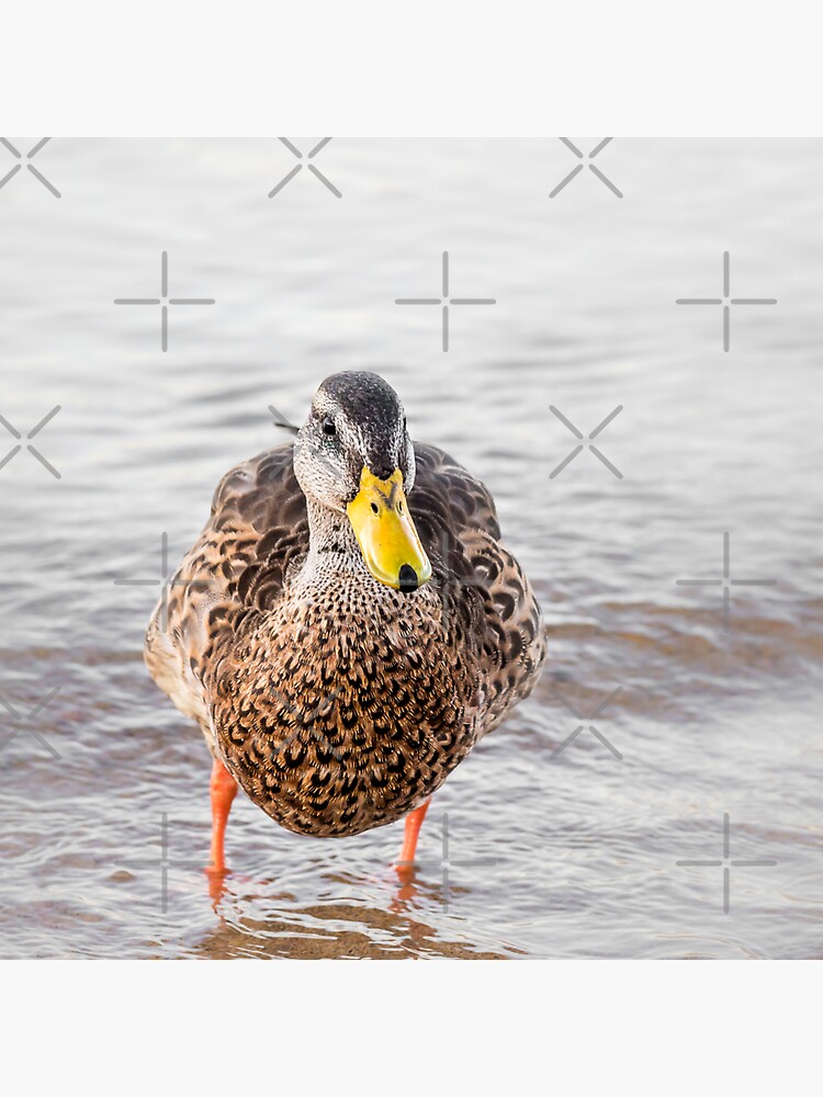 "Cute Funny Mallard Duck Portrait" Sticker for Sale by Amy-K-Mitchell ...