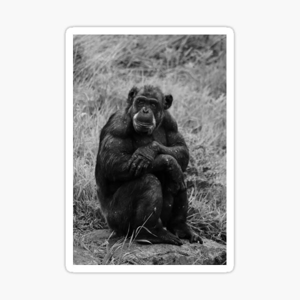 "Ape sitting on a rock" Sticker for Sale by McKeeverDesigns | Redbubble