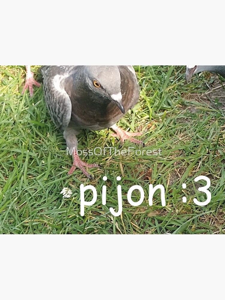 "pigeon funny photo with text pijon :3" Poster for Sale by ...
