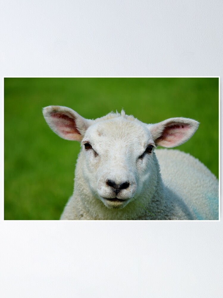 "Sheep" Poster for Sale by farmbrough | Redbubble