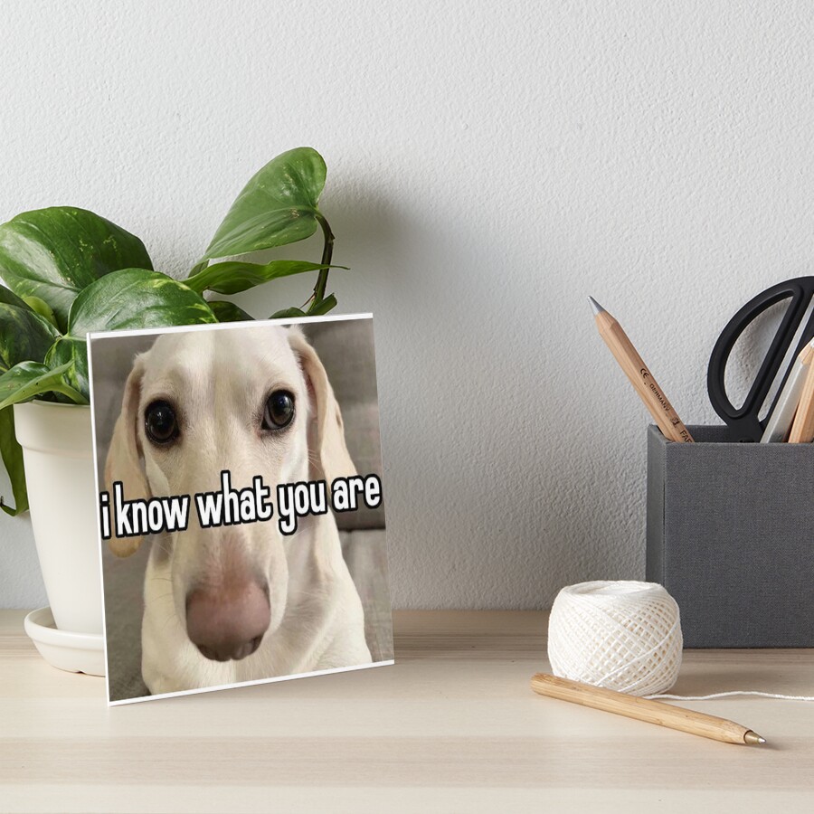 Lámina rígida «perro homofóbico meme sé lo que eres» de yaninadiamond ...