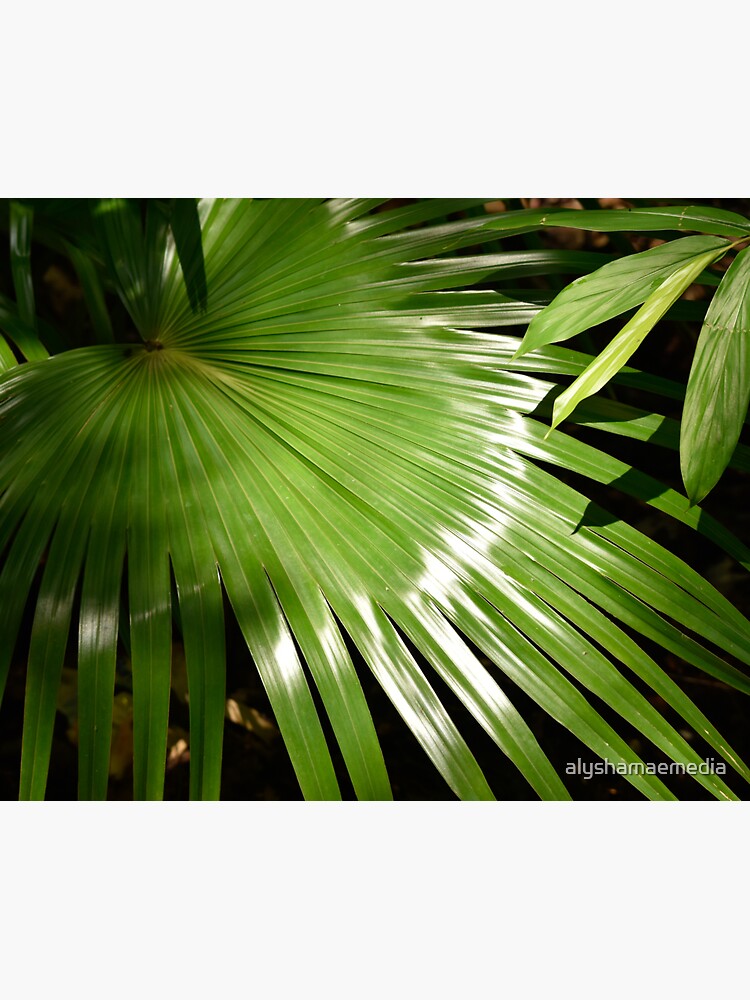 "Palm " Sticker for Sale by alyshamaemedia | Redbubble