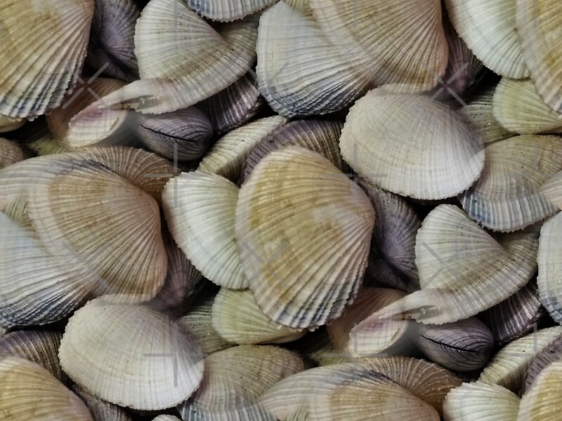 "Shellie (pattern)" by Yampimon | Redbubble