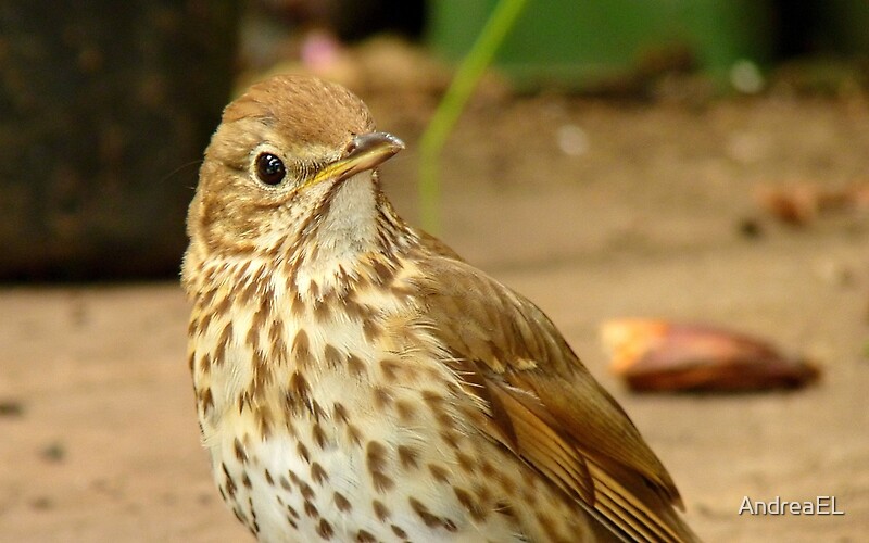"Could You Repeat That Please..? - Song Thrush - NZ" by AndreaEL ...