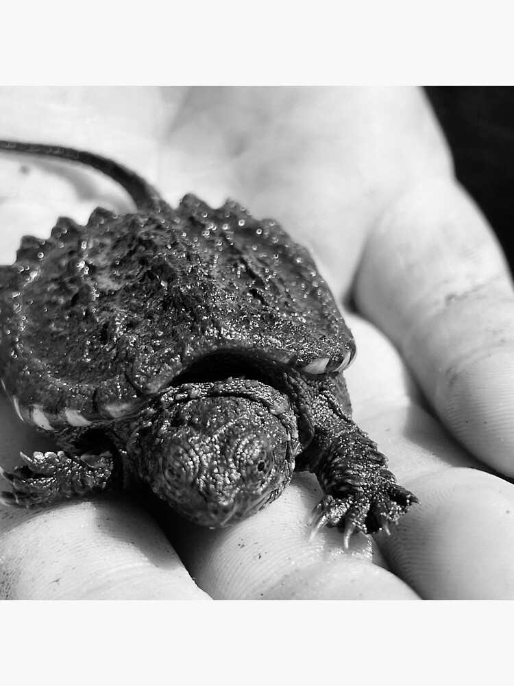 "Baby snapping turtle" Poster for Sale by kpenton | Redbubble