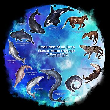 "Evolution of an Orca" Poster for Sale by Phoenix Baldwin | Redbubble