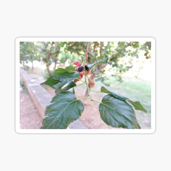" Mulberry Thai Fruit" Sticker for Sale by chansip | Redbubble
