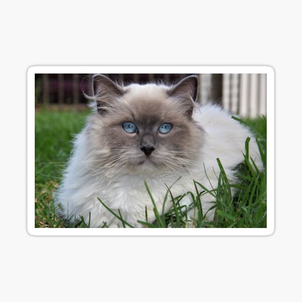 "Teddy" Sticker for Sale by HarryandPearl | Redbubble