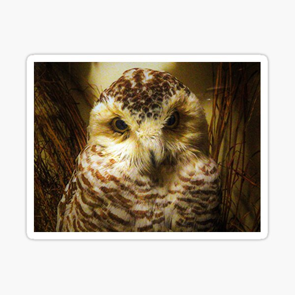 "Little Owl" Sticker for Sale by lukefranklin65 | Redbubble