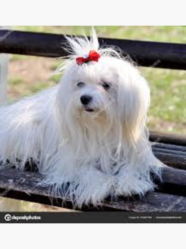 "The dog is nice pic" Sticker for Sale by Sabiha123 | Redbubble