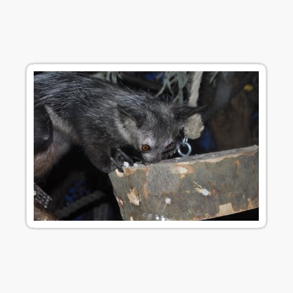 "Hungry Aye-Aye " Sticker for Sale by Fearless-Fox | Redbubble