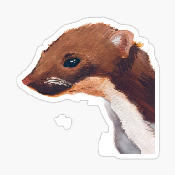 "Little Weasel" Sticker for Sale by ezaydesigns | Redbubble