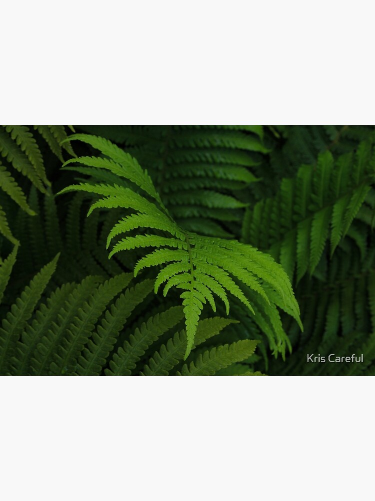 "The fern arrow" Poster for Sale by kriscareful | Redbubble