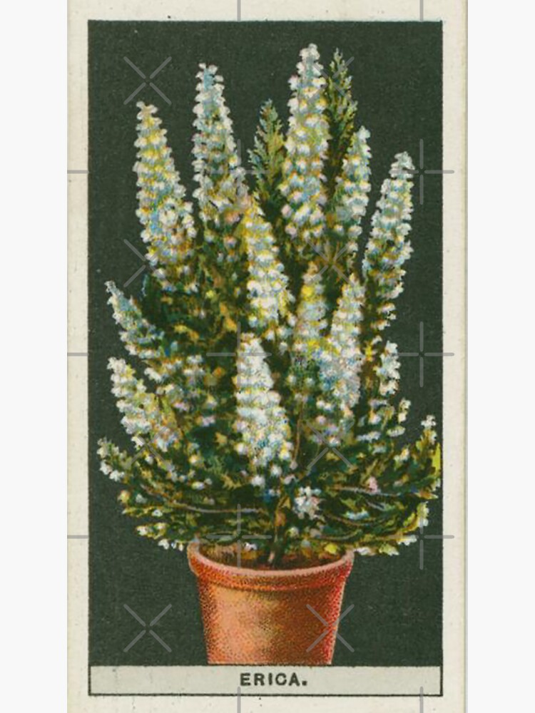 "Erica Flower" Sticker for Sale by metaurus | Redbubble