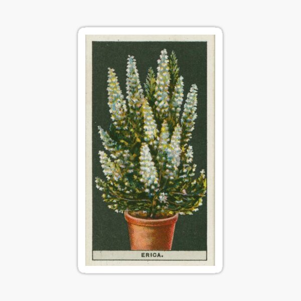 "Erica Flower" Sticker for Sale by metaurus | Redbubble