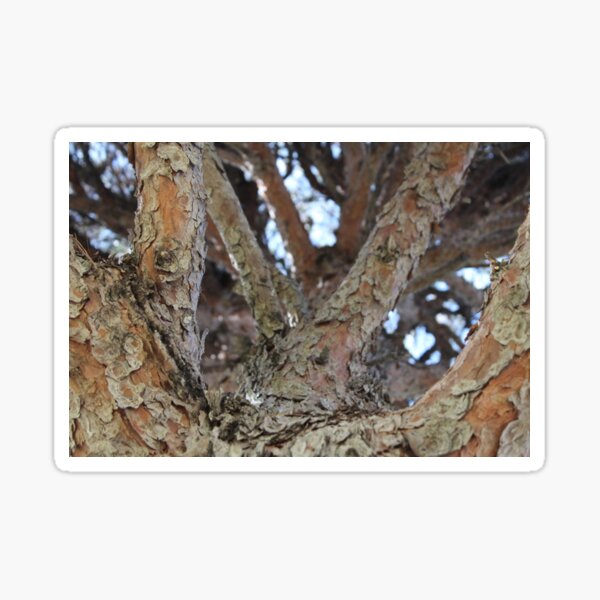 "tree branch design" Sticker for Sale by BoazWorks | Redbubble