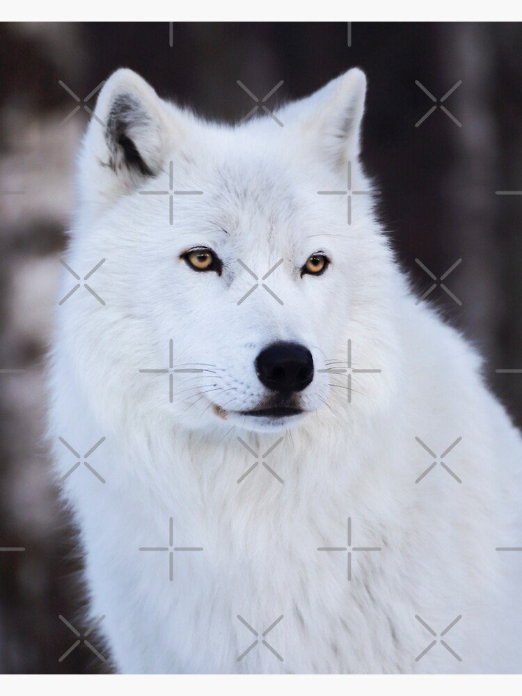 "White Wolf" Sticker for Sale by orangechoco | Redbubble