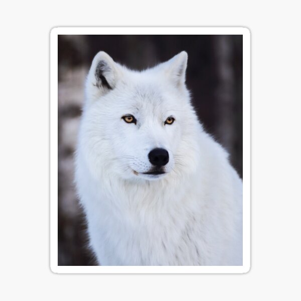 "White Wolf" Sticker for Sale by orangechoco | Redbubble