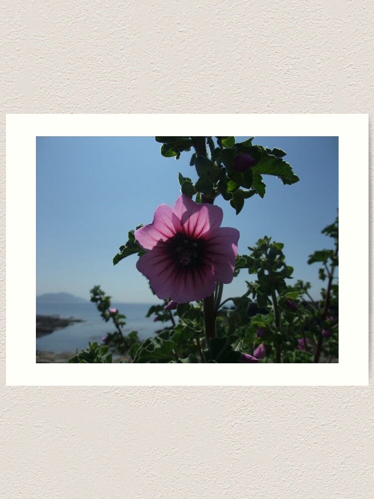 "Common Tree Mallow (Lavatera arborea)" Art Print by IOMWildFlowers ...