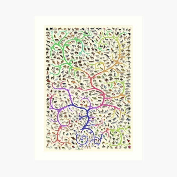 "Animal Tree of Life Poster - Evolution - Colour (English Annotations ...