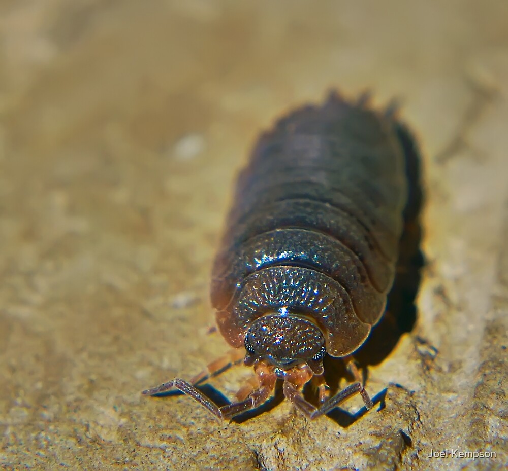 "Macro Of A Woodlouse" by Joel Kempson | Redbubble