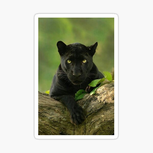 "black tiger" Sticker for Sale by Mounir7 | Redbubble