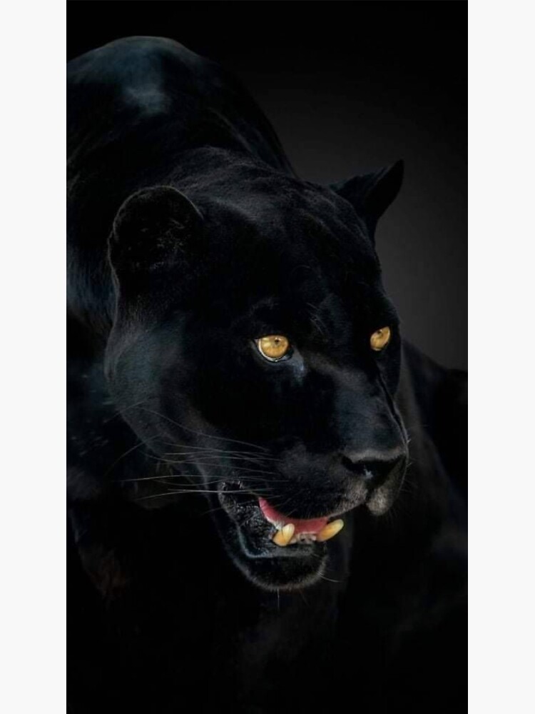 "black tiger" Sticker for Sale by Mounir7 | Redbubble